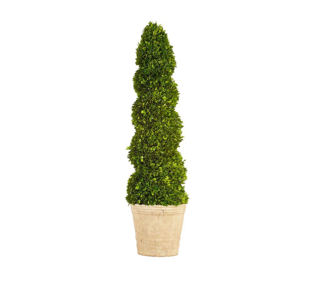 Live Boxwood Topiary