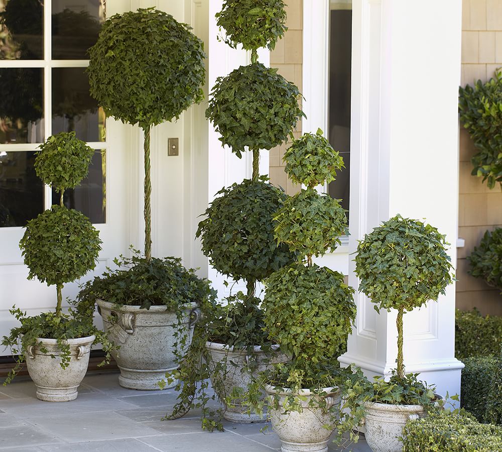Live Boxwood Topiary