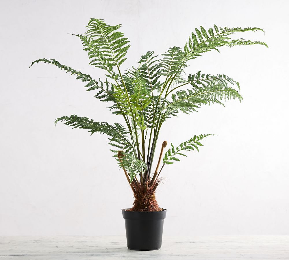 15+ Easy Care Fern Plants: Ultimate Guide
