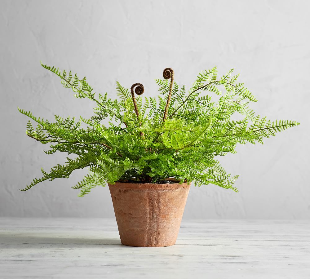 Potted Fern