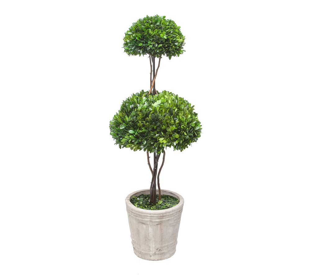 Live Boxwood Topiary