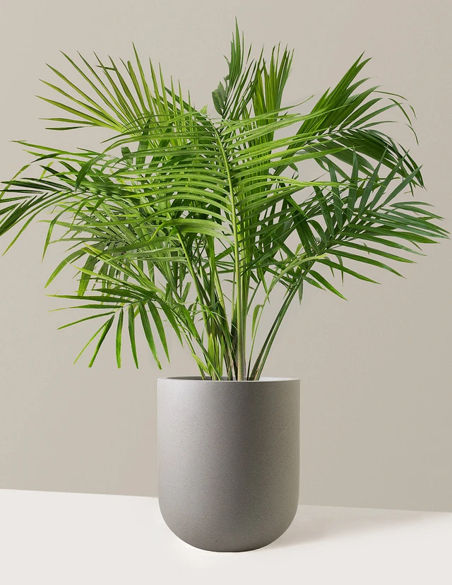 Majesty Palm Spacing