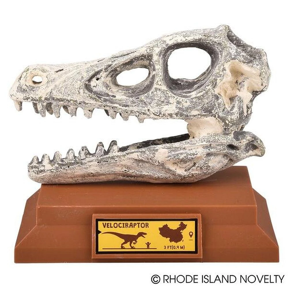 Adventure Planet 6.5" Dinosaur Skull Excavation Dig Kit Velociraptor ...