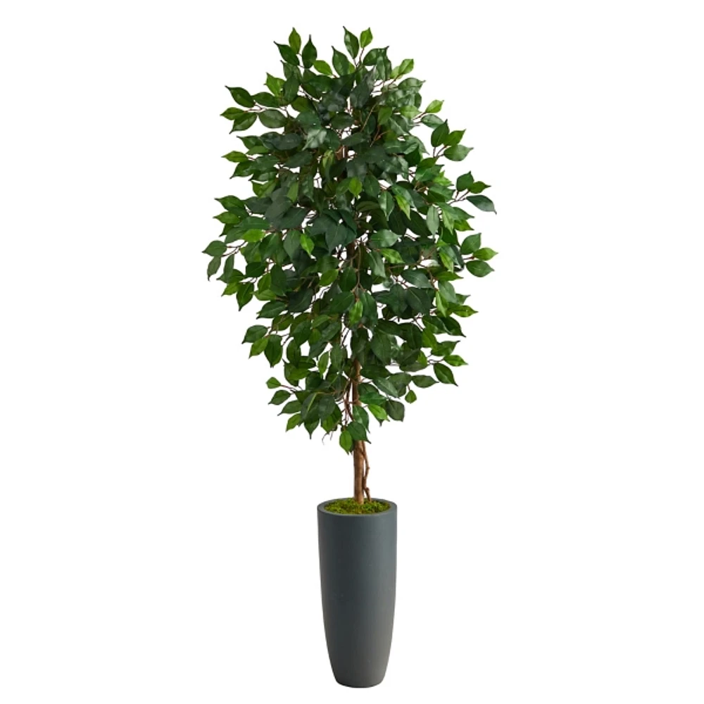 Kirklands Ficus Tree in Gray Oblong Planter, 60 in. | Hamilton Place