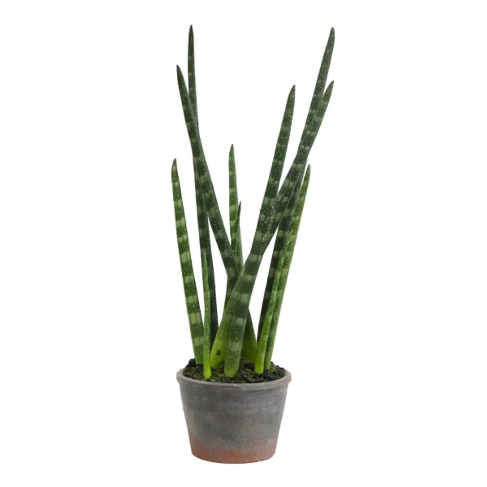 Kirklands Tiger Tail Succulent in Distressed Planter | Hamilton Place