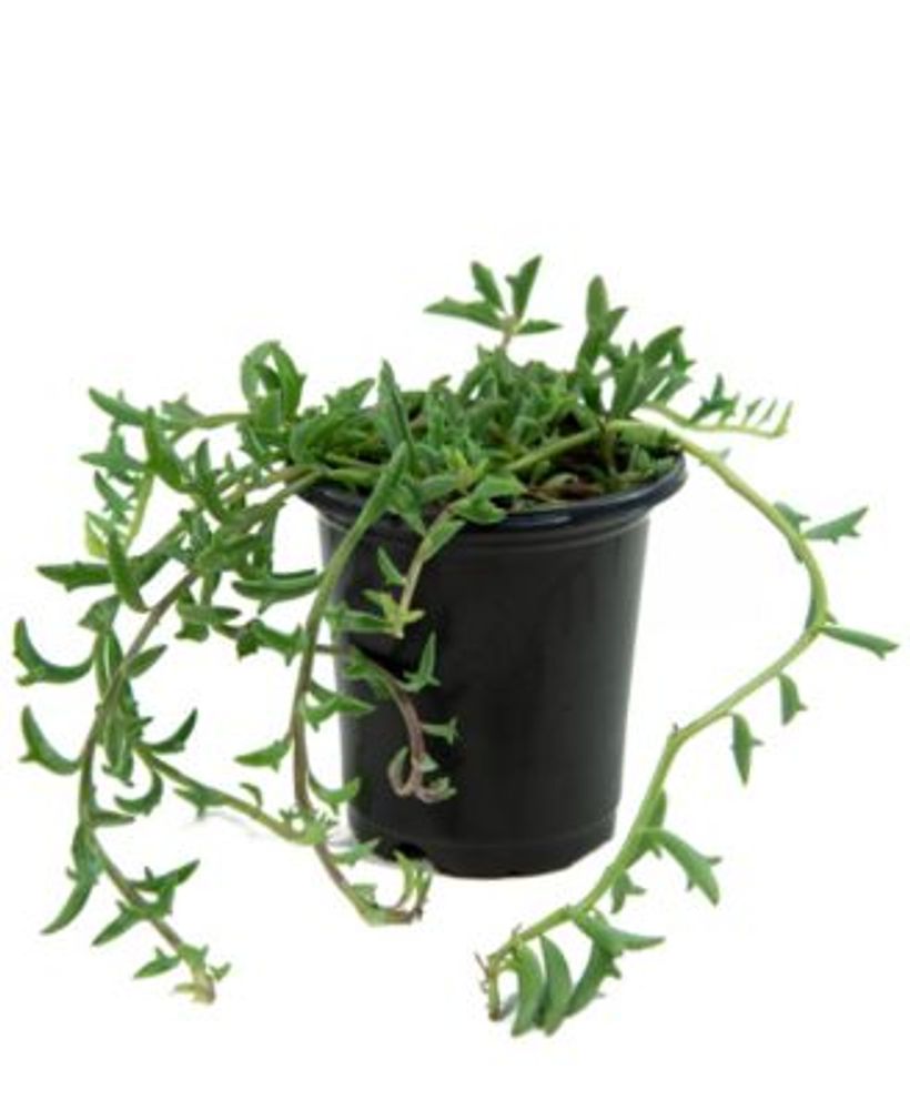 National Plant Network String of Dolphins Live Plant, 4" Pot, 3 Piece ...