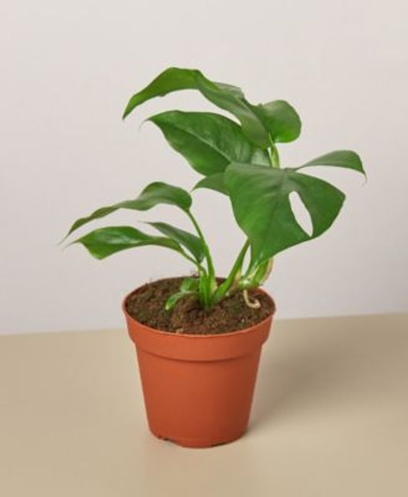 House Plant Shop Philodendron Mini Monstera Minima Live Plant, 4" Pot ...