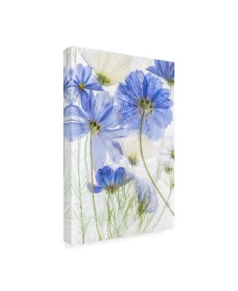 Trademark Global Mandy Disher Cosmos Blue Floral Canvas Art - 37" x 49 ...