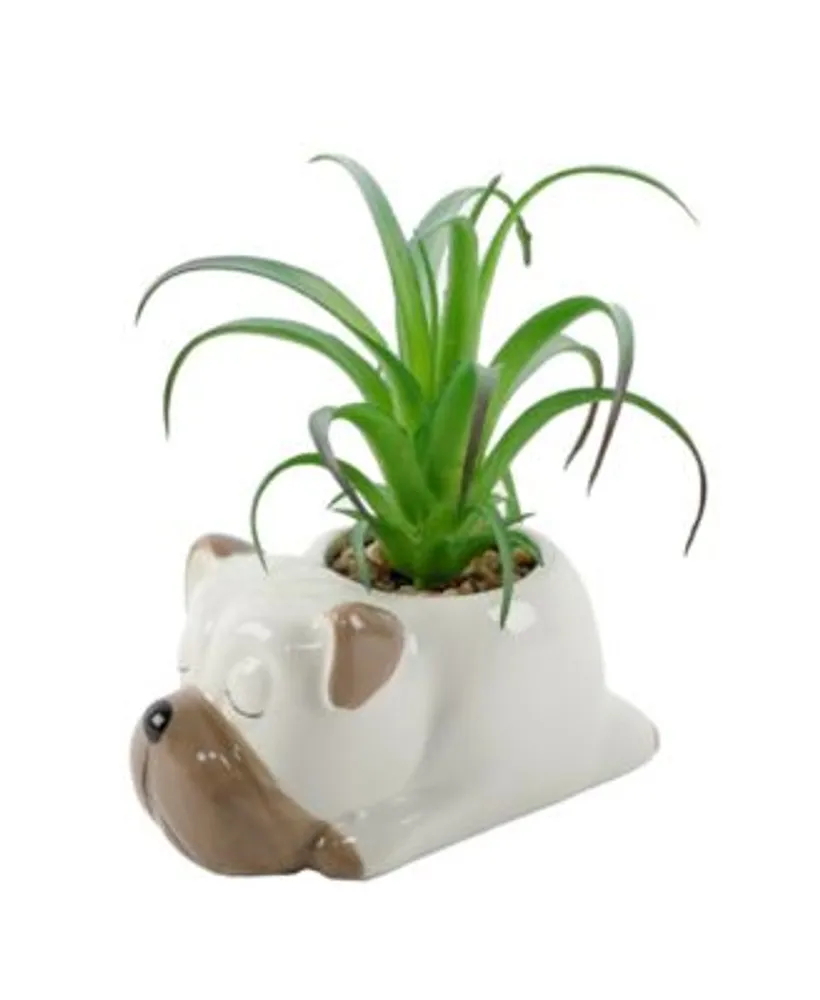 Flora Bunda Succulent in Pug Ceramic Pot, 3.5" | Mall of America®