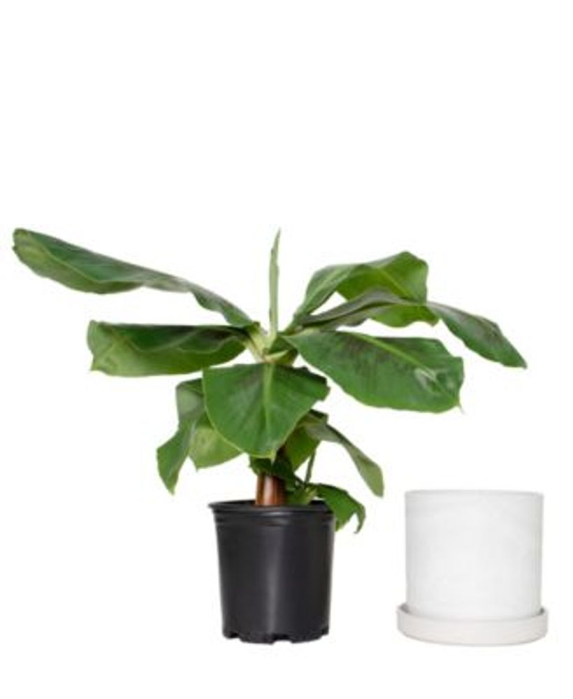 National Plant Network 7" Upcycled Planter with Saucer and 8" Banana ...