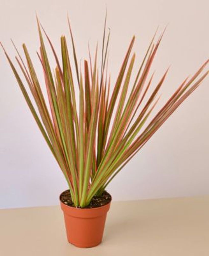 House Plant Shop Dracaena 'Colorama' Live Plant, 4" Pot | Mall of America®