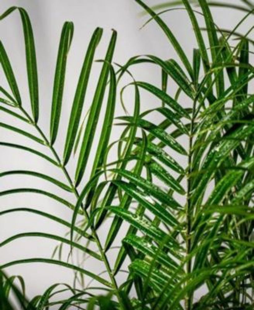 Lively Root Pygmy Date Palm Phoenix Roebelenii Live Plant 10 Earl Grey Eco Pot Mall Of America®