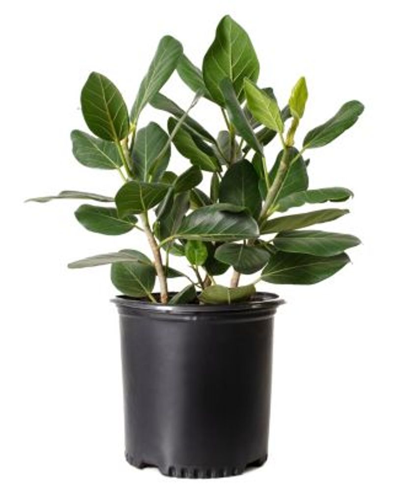 National Plant Network Ficus Audrey Live Plant, 10" Grower Container ...