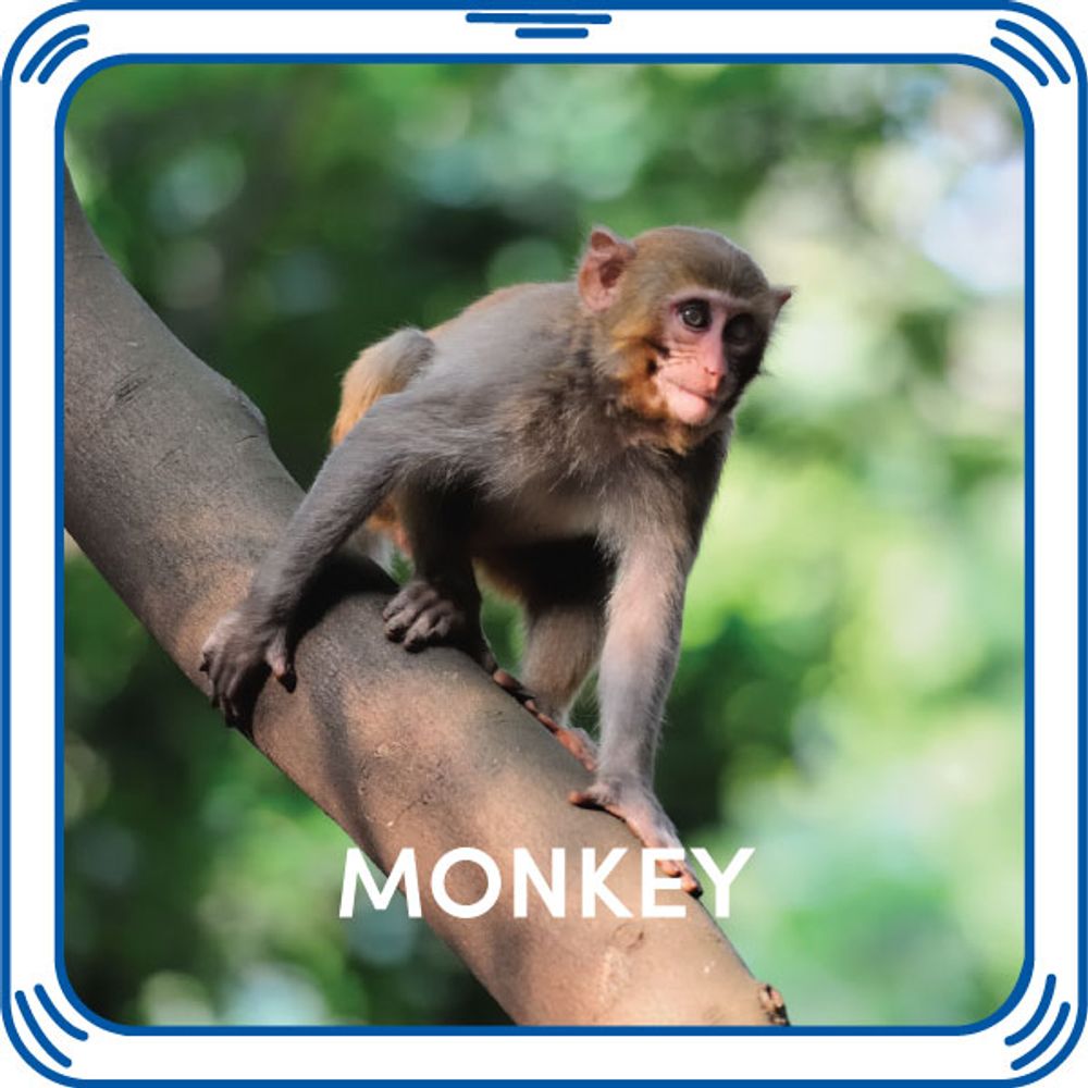 Build-A-Bear Monkey Sound | Mall of America®