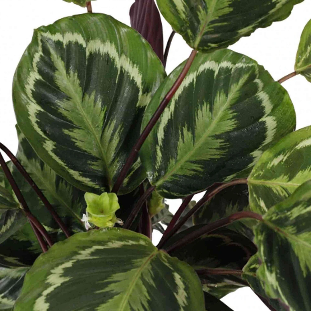 Bioma Planta Natural Calathea Medallion 30-40cm V14 | Centro Colombo