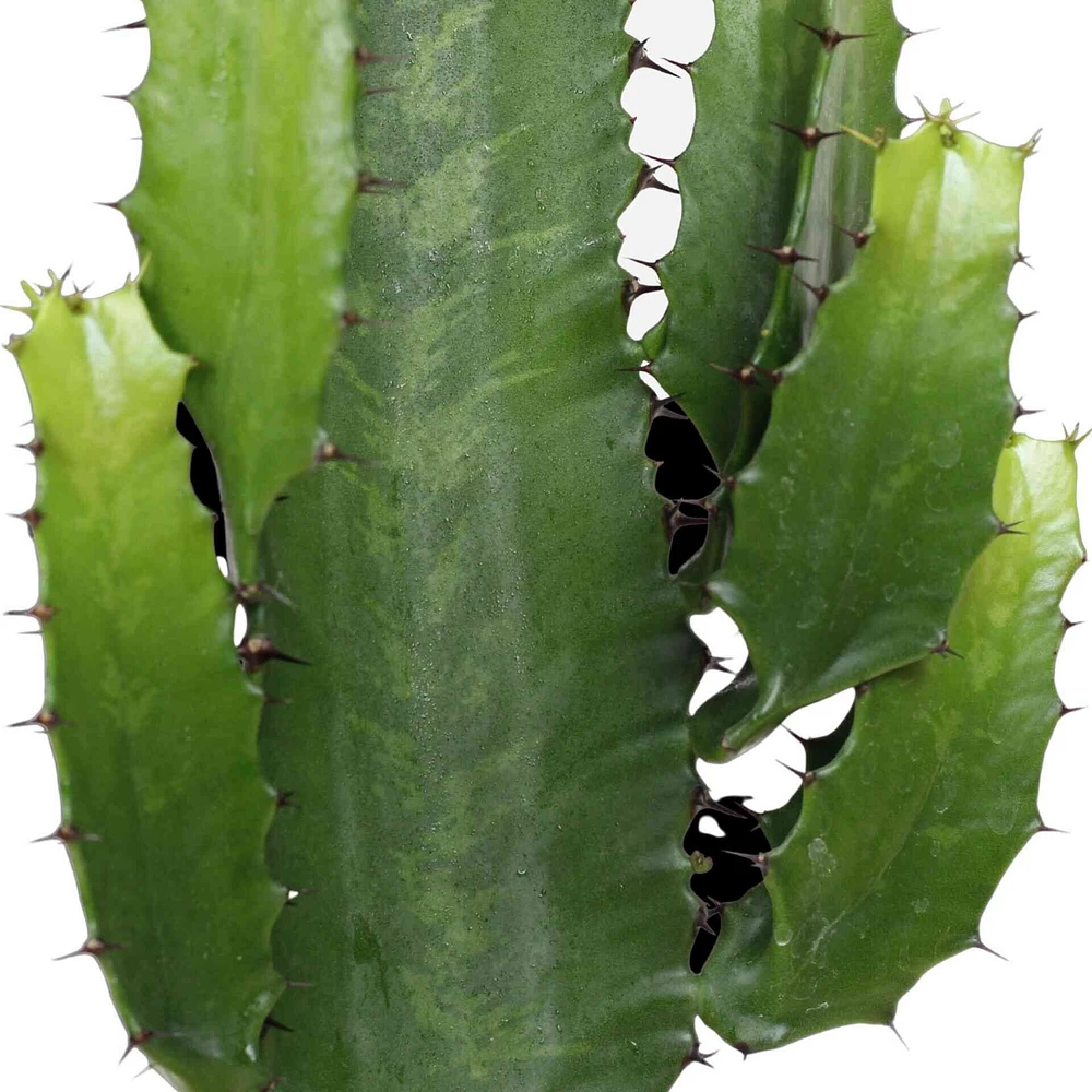 Bioma Planta Natural Euphorbia Acrurensis 50-60cm V17 | Centro Colombo