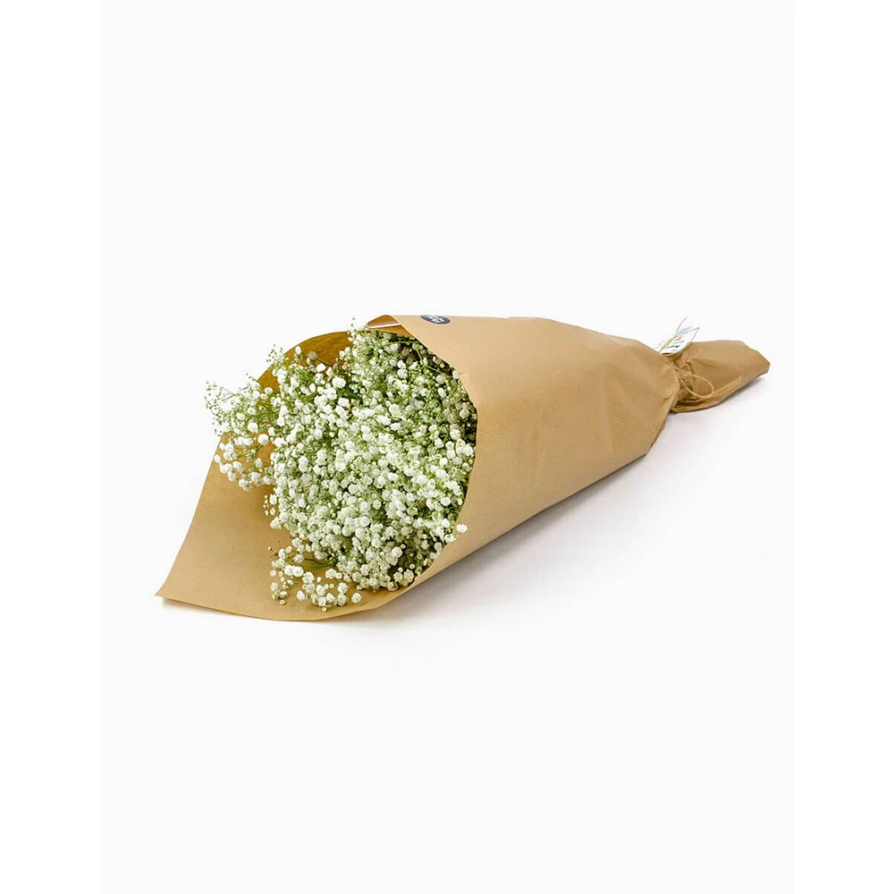 Flores no Cais Molho de 10 Gypsophila Brancos | Centro Colombo