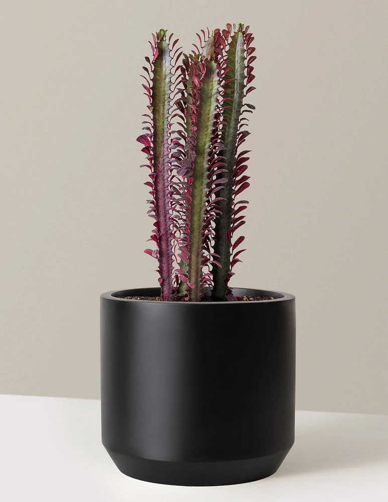 The Sill African Milk Tree | Bethesda Row