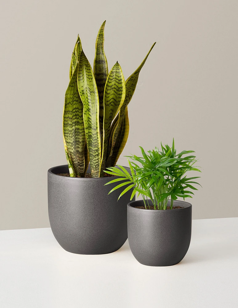 Hardy Houseplants Snake Plant (Sansevieria Trifasciata) | Houseplants